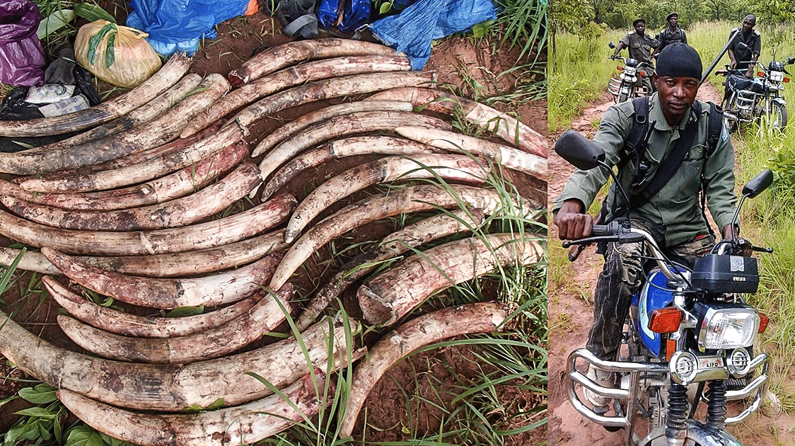 Industrial Scale Poaching Crushed (5-minute Video)