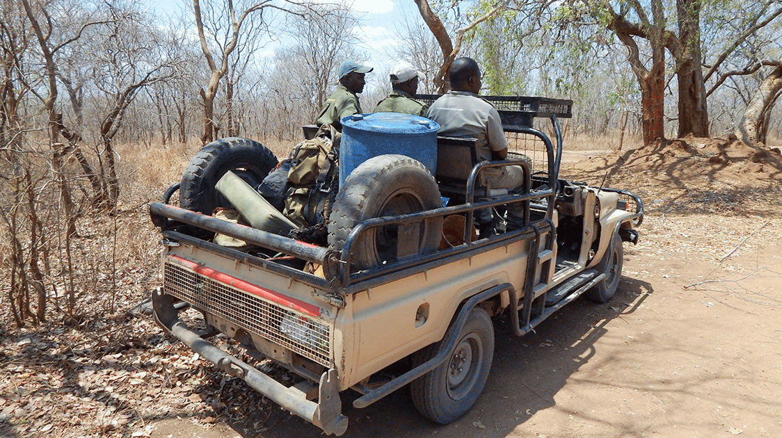 Re-wilding Coutada 9: Mozambique’s Anti-Poaching Success