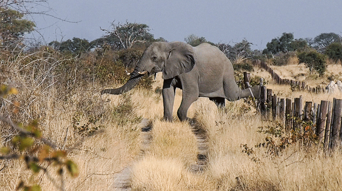 Patrol: Anti-Poaching in Action