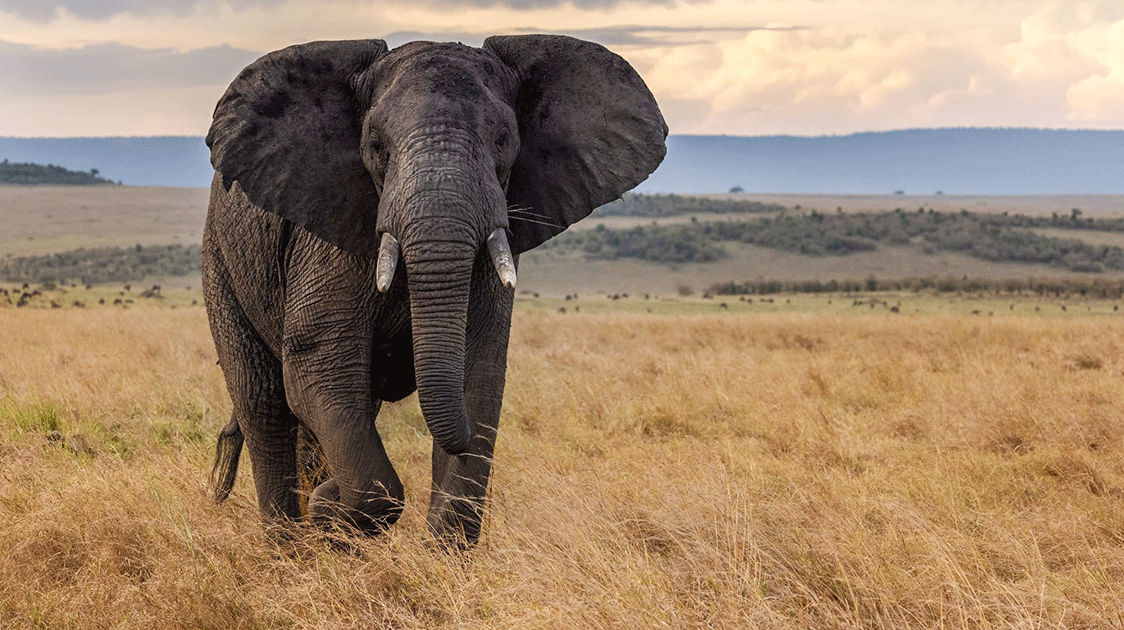 The African Savanna Elephant: Status, Biology and Management