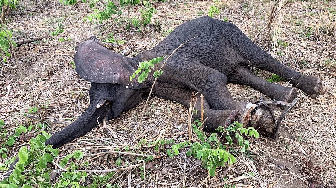 Anti-Poaching Operations: Anti Poaching Ranger Insights | Patrol